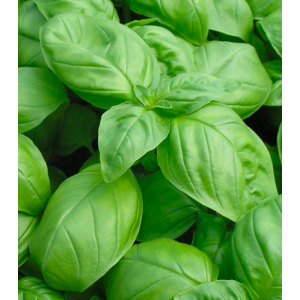 Organic Box - Basil, Large Leaf - Fresh 100g