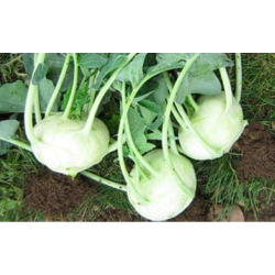 Organic Box - Fresh Vegetables