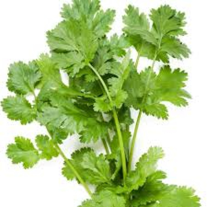 Organic Box - Fresh Herbs, Coriander Tub